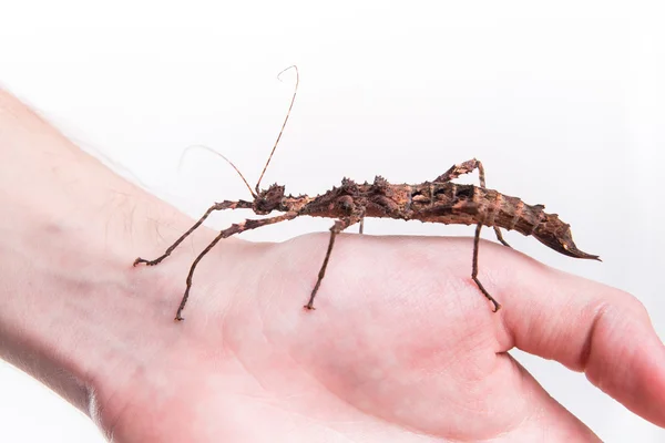 Walking Stick Insect Walking Stick Bug Walking Stick Insect Phasmids ...