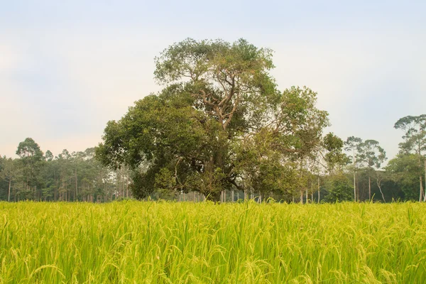A tree in a rice field Stock Photos, Royalty Free A tree in a rice ...