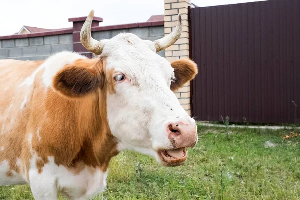 Horror cow Stock Photos, Royalty Free Horror cow Images | Depositphotos