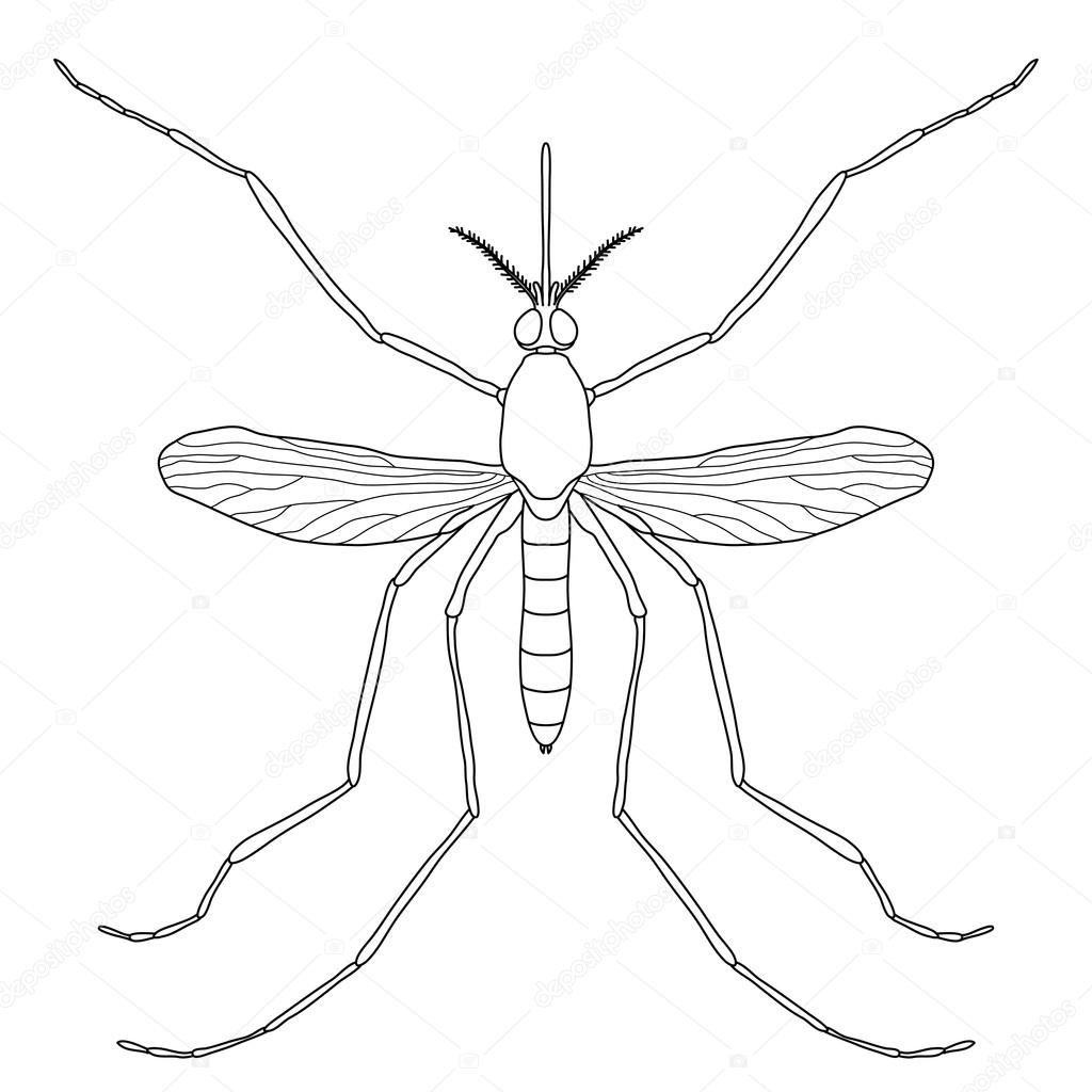 Insecto. un mosquito realista. Culex pipiens Silueta de mosquitos ...