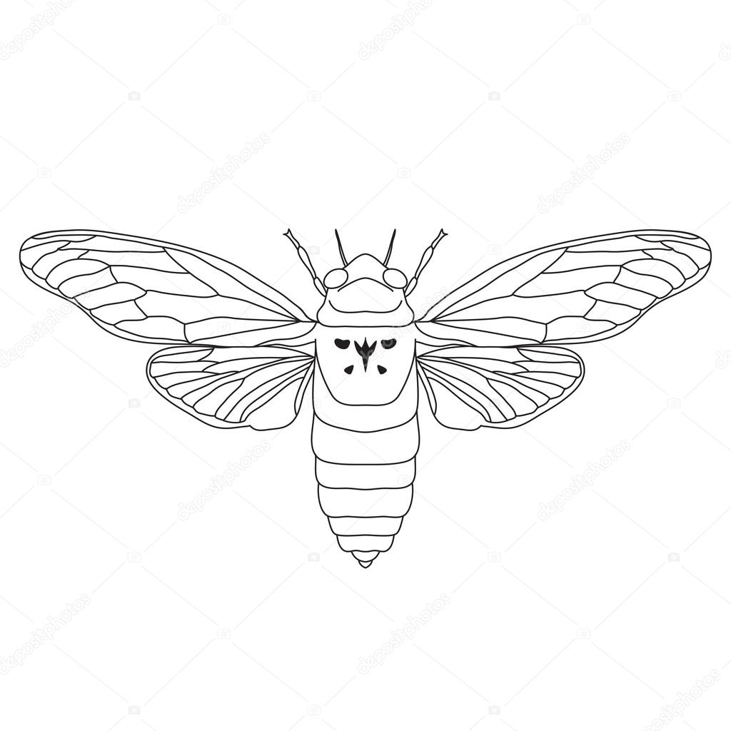 Cicadas Drawing