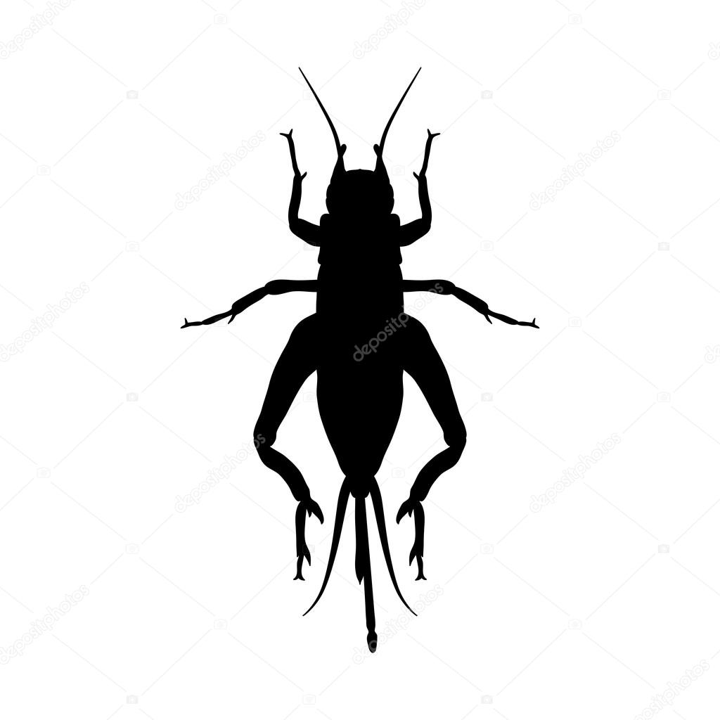 Grillo. Grig. Gryllus campestris. Boceto de cricket. grillo aislado ...