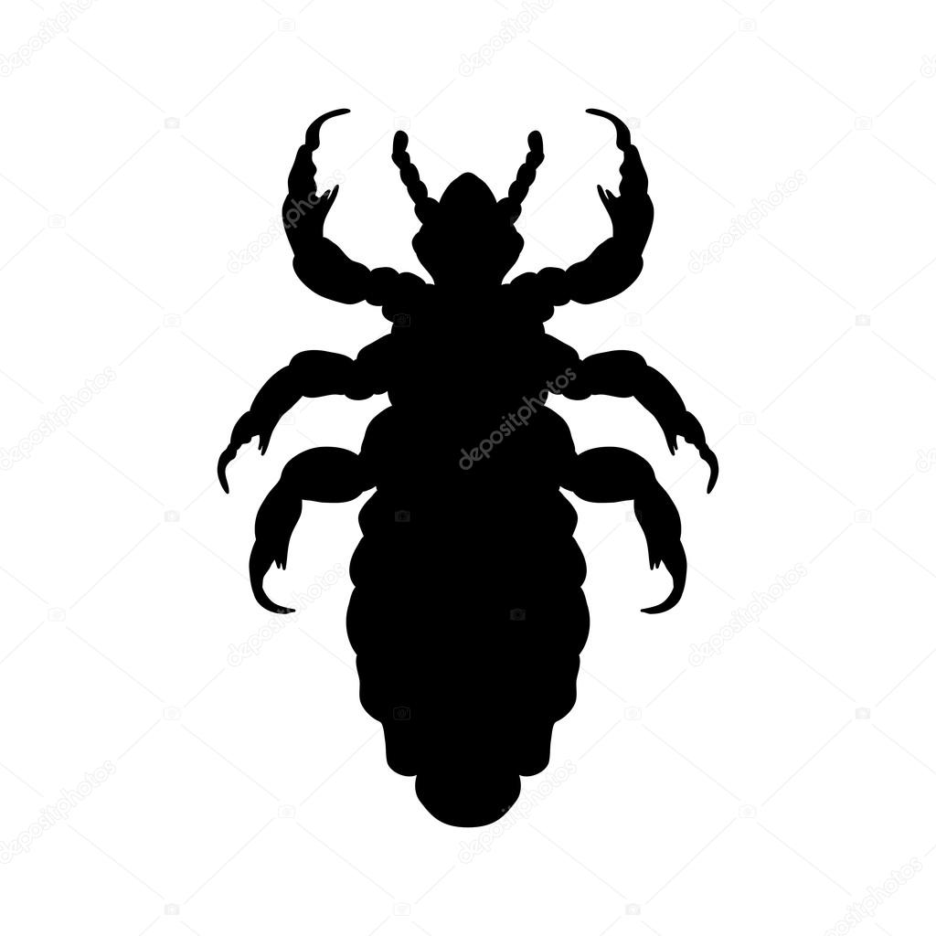 Silhouette of head human louse. Pediculus humanus capitis. louse ...