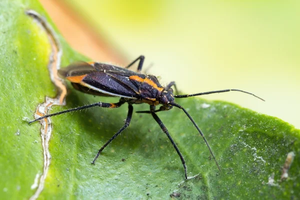 Two spotted assassin bug Stock Photos, Royalty Free Two spotted ...