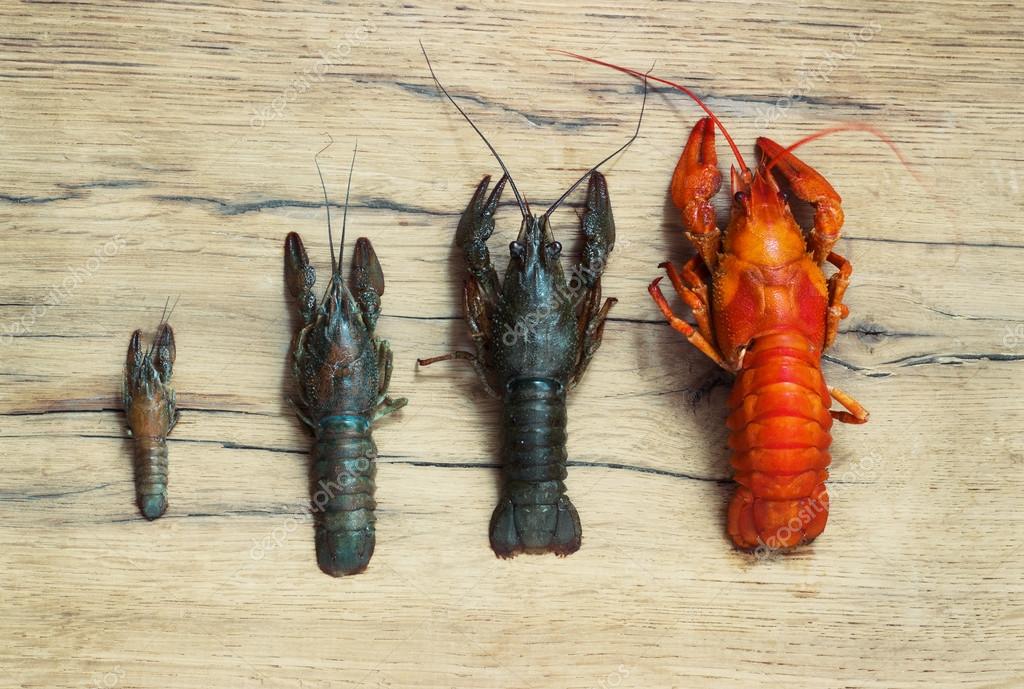 Beautiful live crawfish on a wood background Stock Photo by ...
