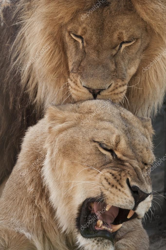 Disegni Di Leone E Leonessa - Disegni HD