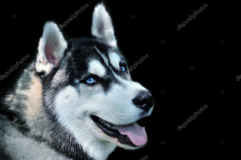 Wandbilder mit Hund-Motiv auf Leinwand günstig kaufen | ab 24,95€