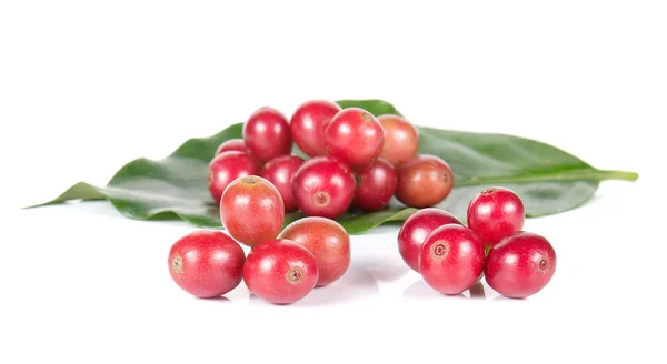 Imágenes de Rama de café libres de derechos | Depositphotos