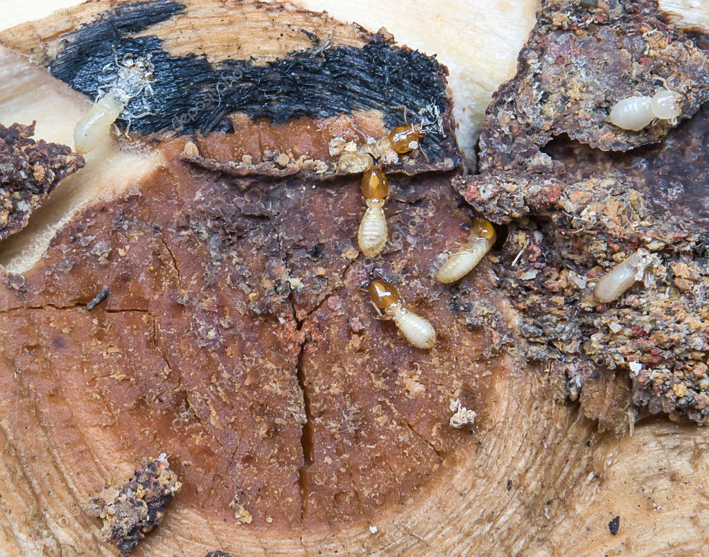 Termites,Termites eat wood,weathered wood. Stock Photo by ©poungsaed ...