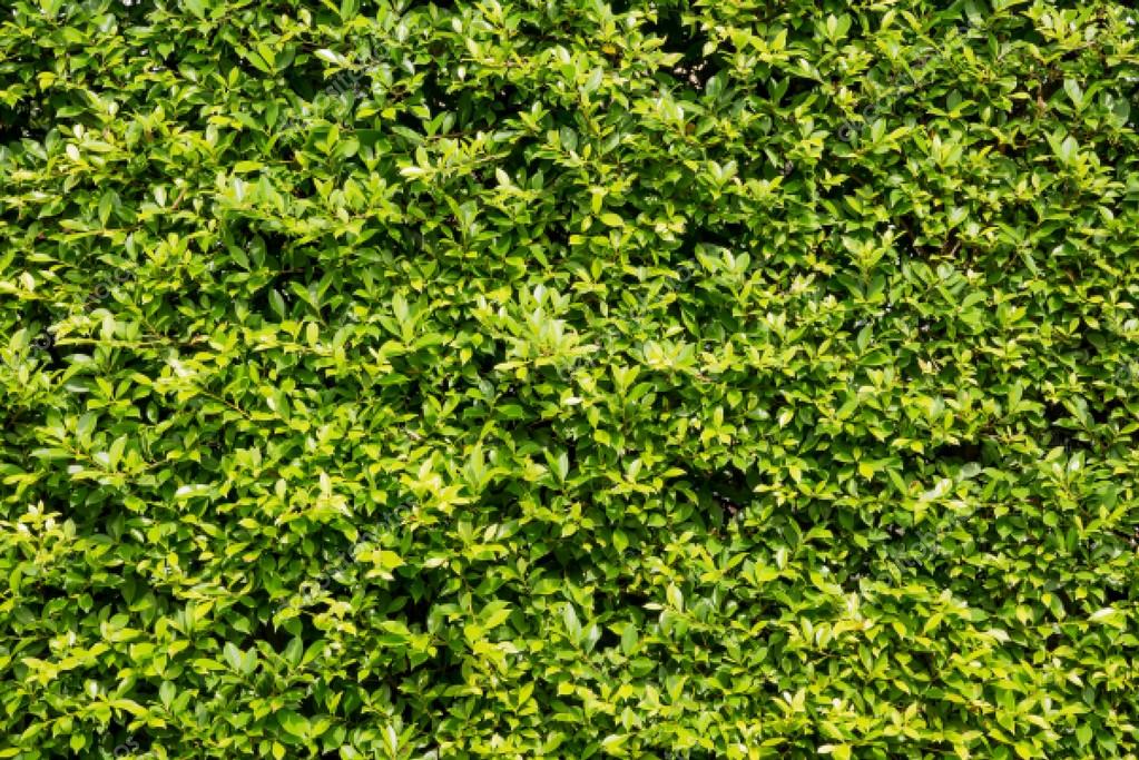 Tree wall leaves background. Stock Photo by ©poungsaed 120640104