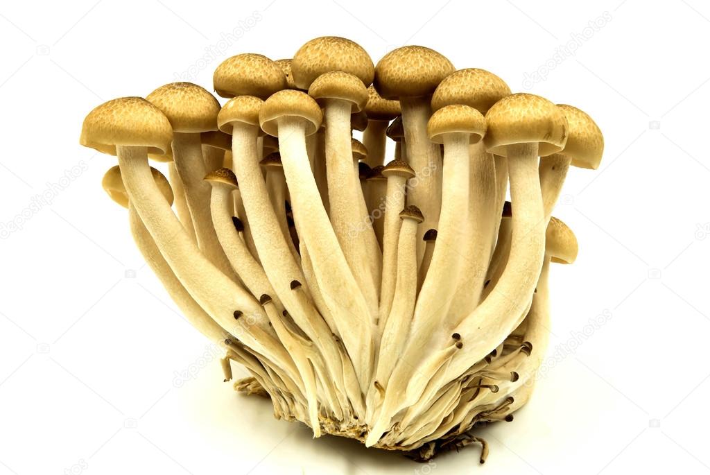 Shimeji mushroom - buildingflow