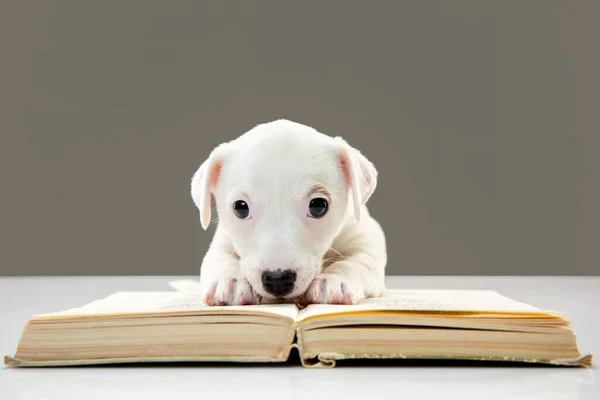 Studying Puppy