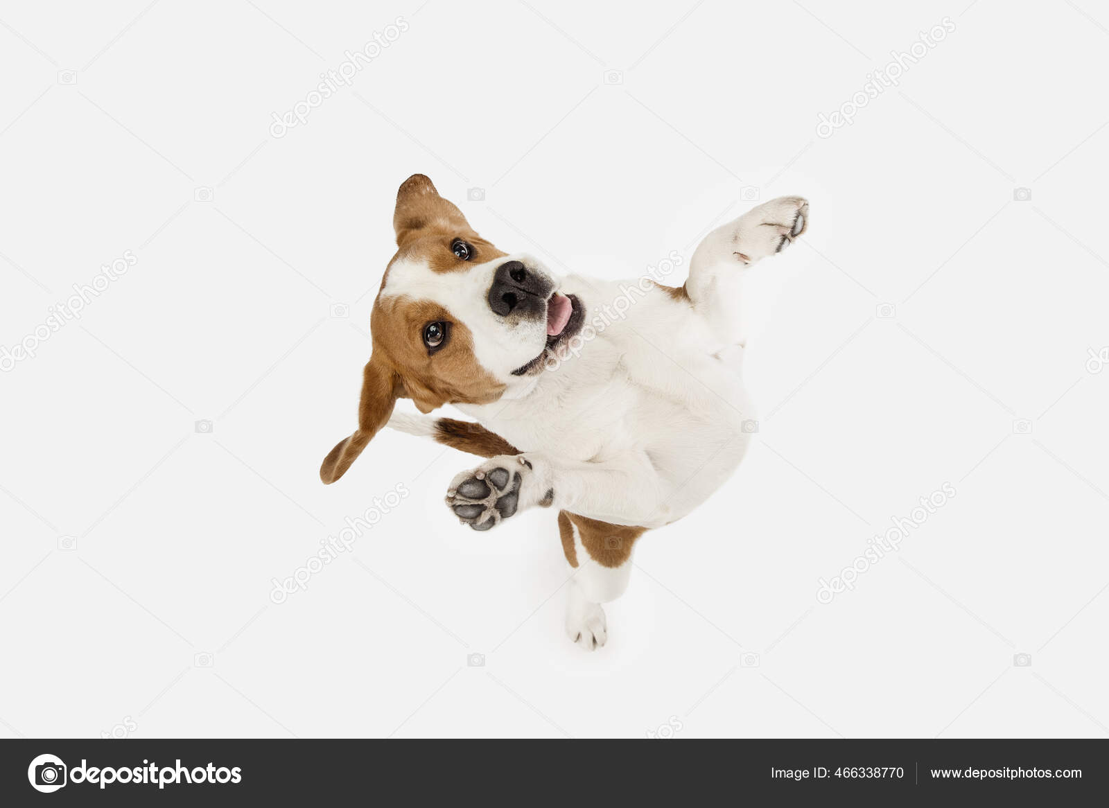 Small funny dog Beagle posing isolated over white studio background ...
