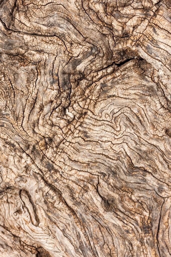 Natural tree bark Stock Photo by ©vova130555@gmail.com 70810371