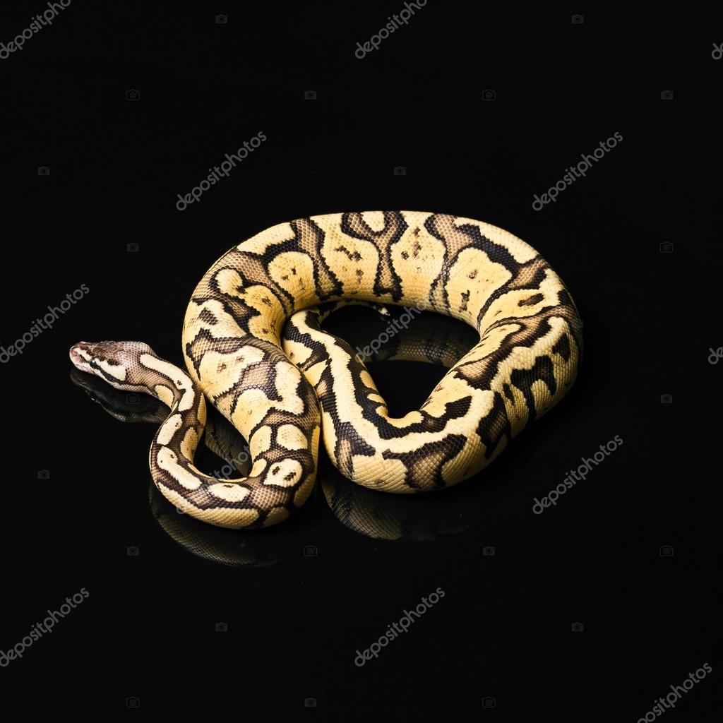 Female Ball Python. Firefly Morph or Mutation Stock Photo by ...