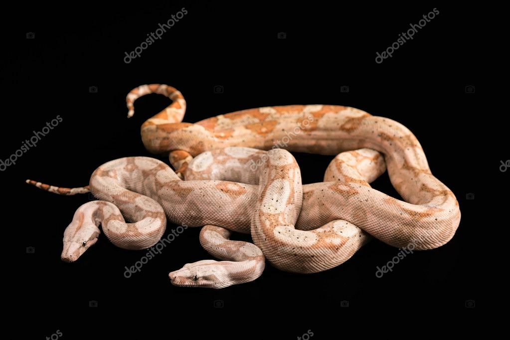 Two Snakes Trimeresurus Puniceus Isolated Black Background Stock Photo ...