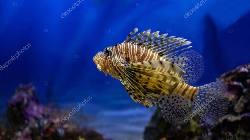 Primer plano de un pez depredador venenoso rayado en el agua. La cebra ...