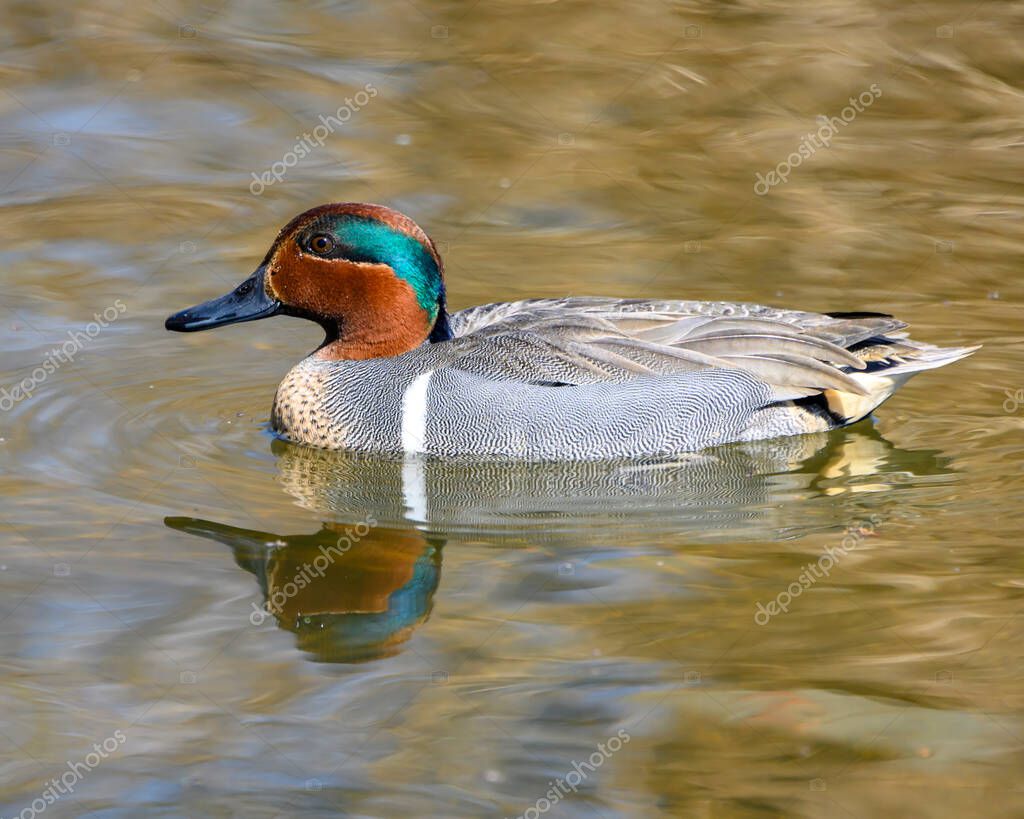 Hermoso pato macho verde azulado nadando en el lago. El p jaro que ...