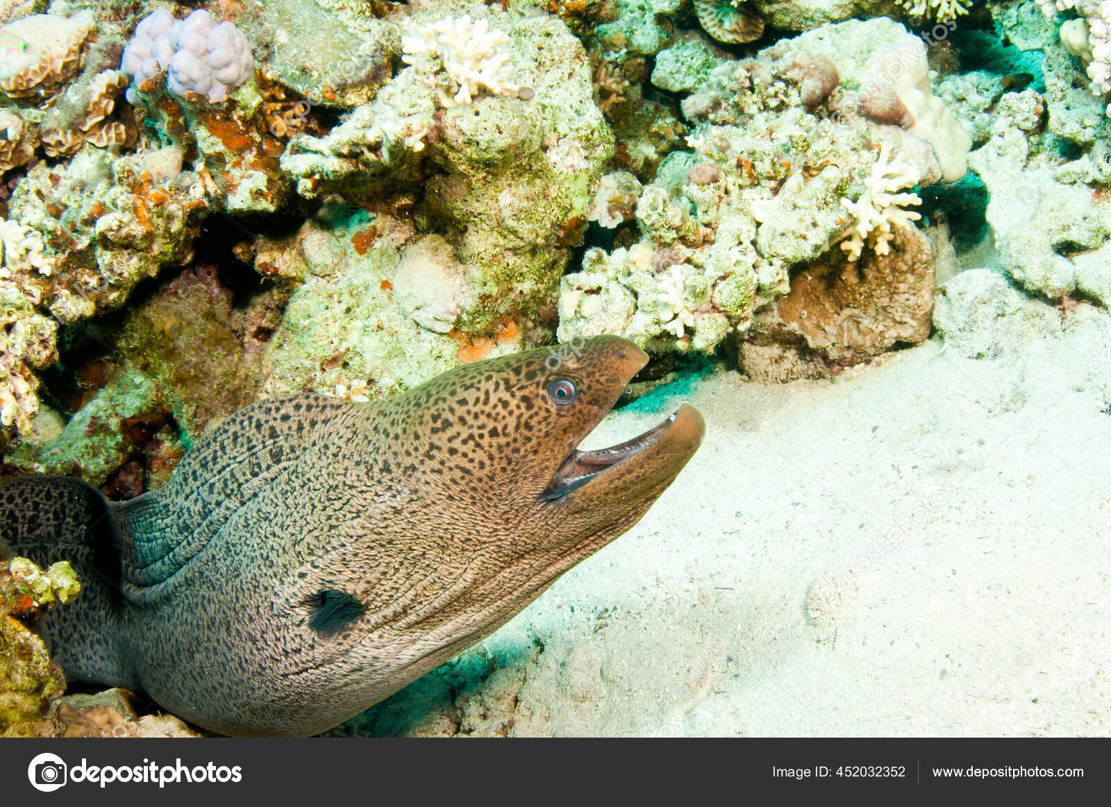 Moray Eel Coral Reef Red Sea Clear Blue Water — Stock Photo © jonmilnes ...