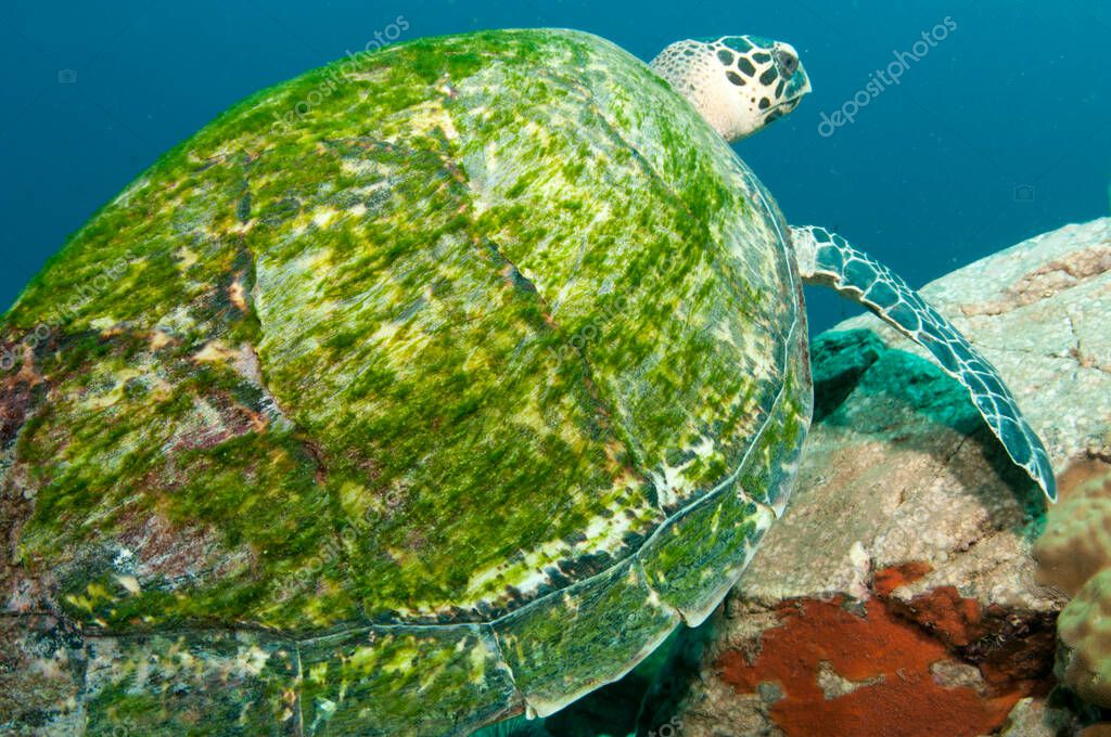 Hawks pico tortuga marina, nadar en el oc ano en Tailandia 2024