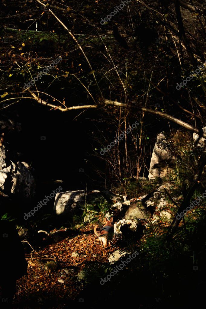 Belga perro Malcom corre felizmente a lo largo de un camino de piedras ...