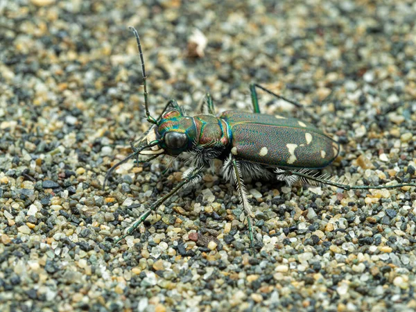 Northern dune tiger beetle Stock Photos, Royalty Free Northern dune ...