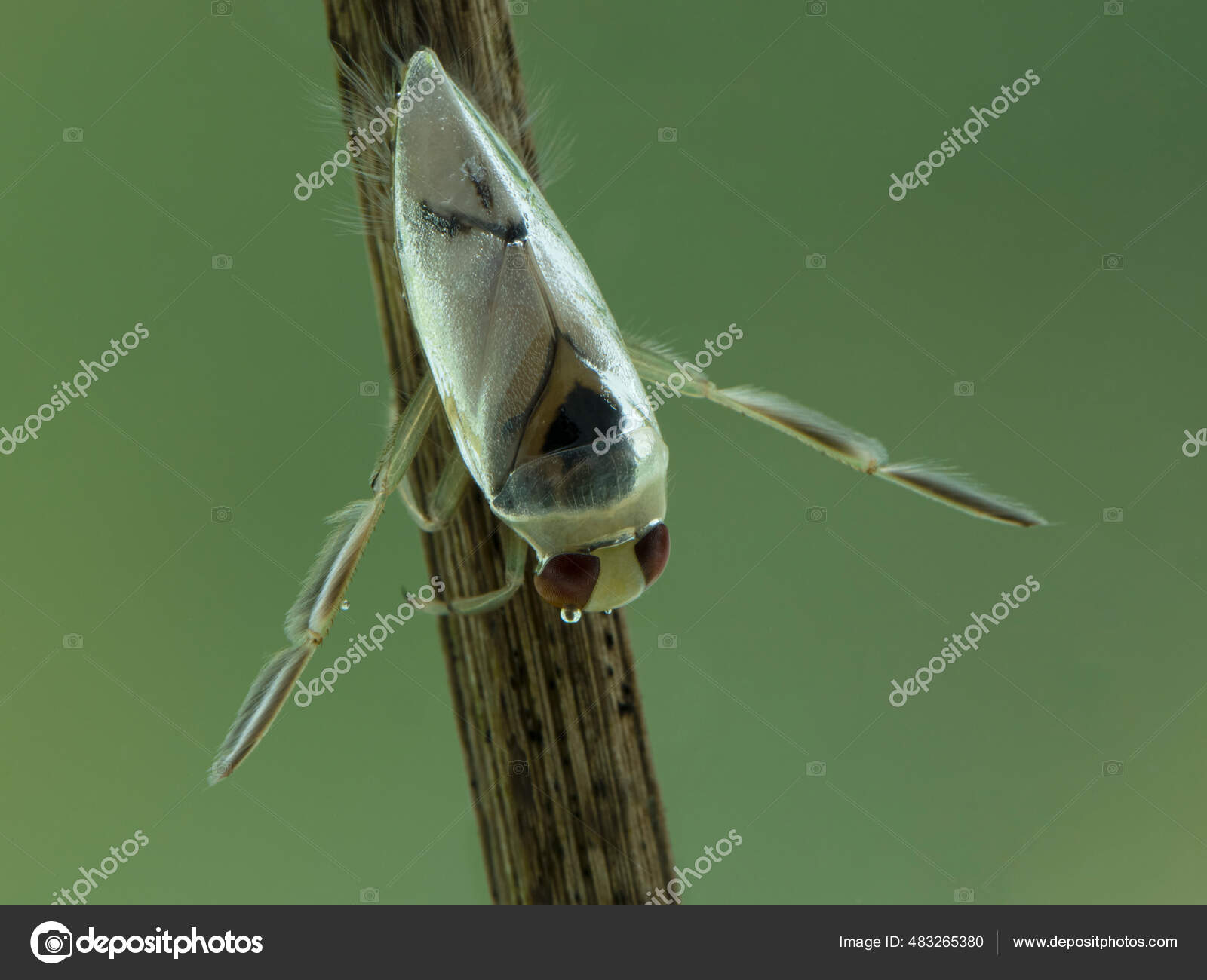 Dorsal View Aquatic Grousewinged Backswimmer Notonecta Undulata Resting ...