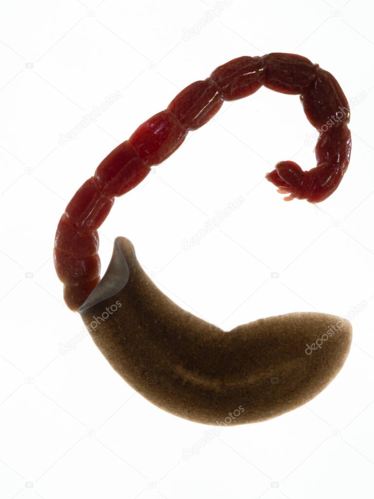 freshwater planarian (triclad flatworm) (Schmidtea polychroa) with its ...