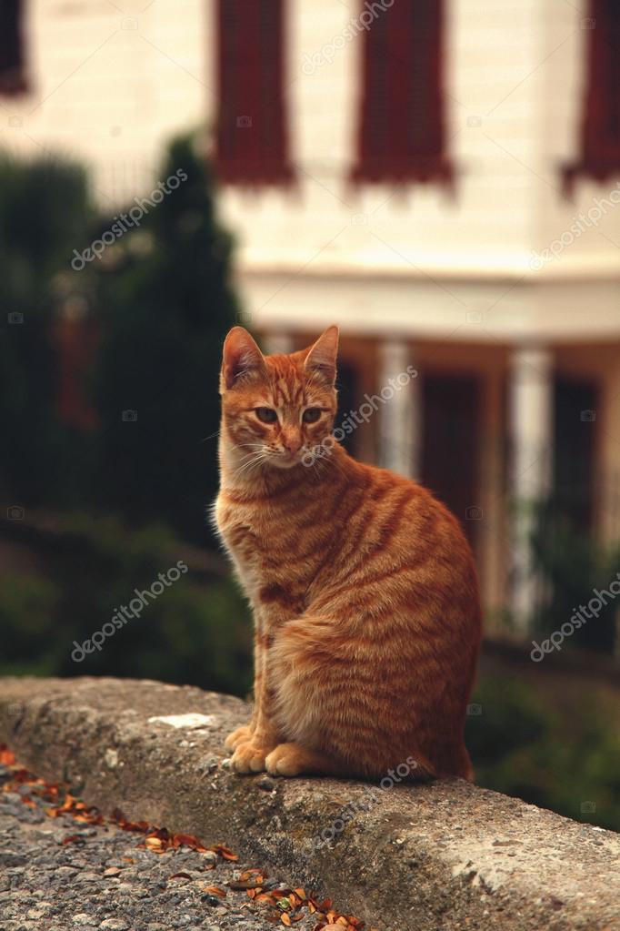 Red Tabby Cat