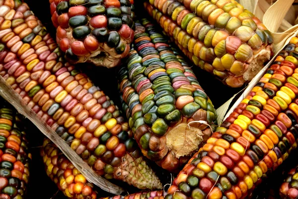 Espigas de milho coloridas Fotos de Stock, Espigas de milho coloridas ...