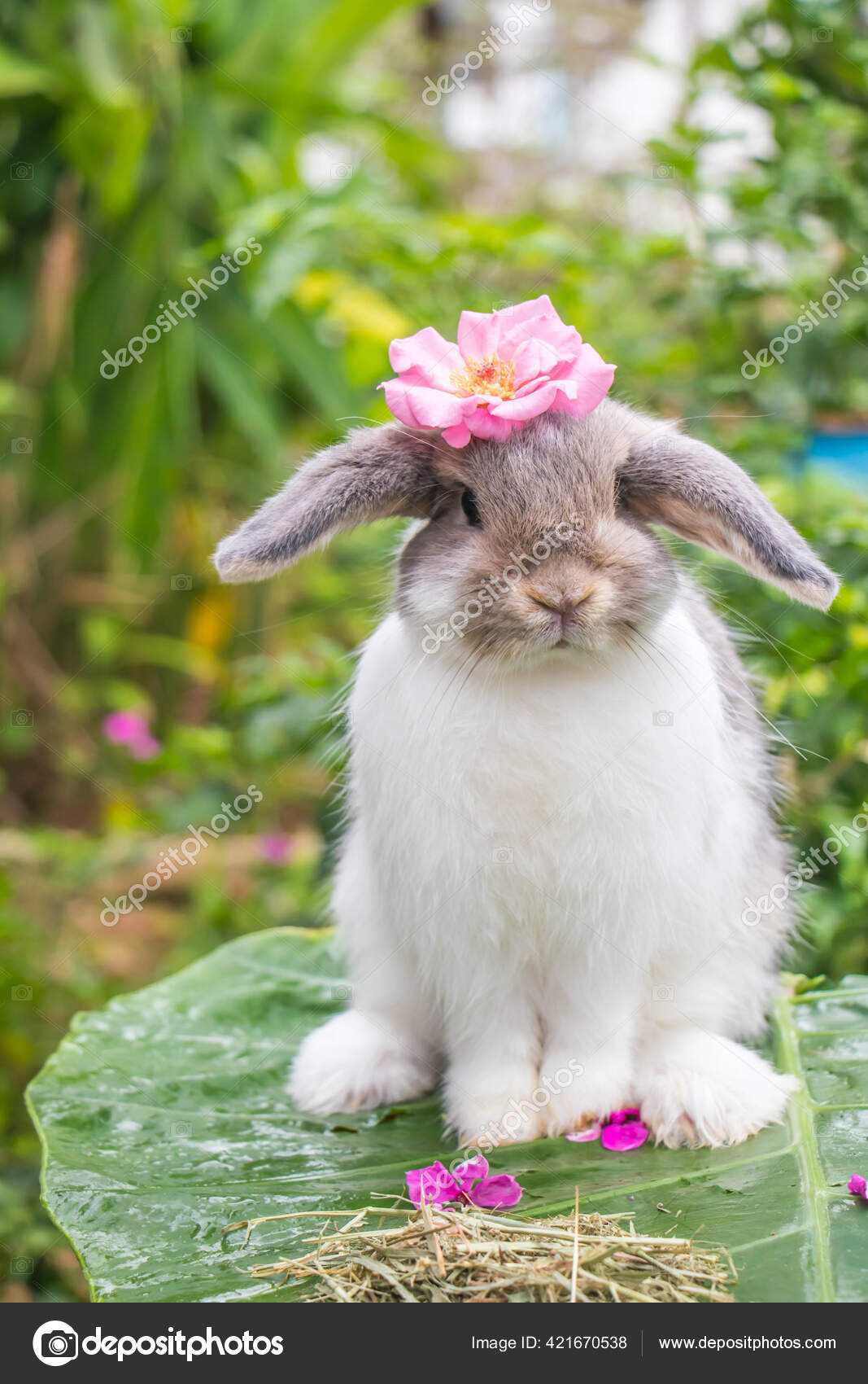 Cute Bunny Backgrounds