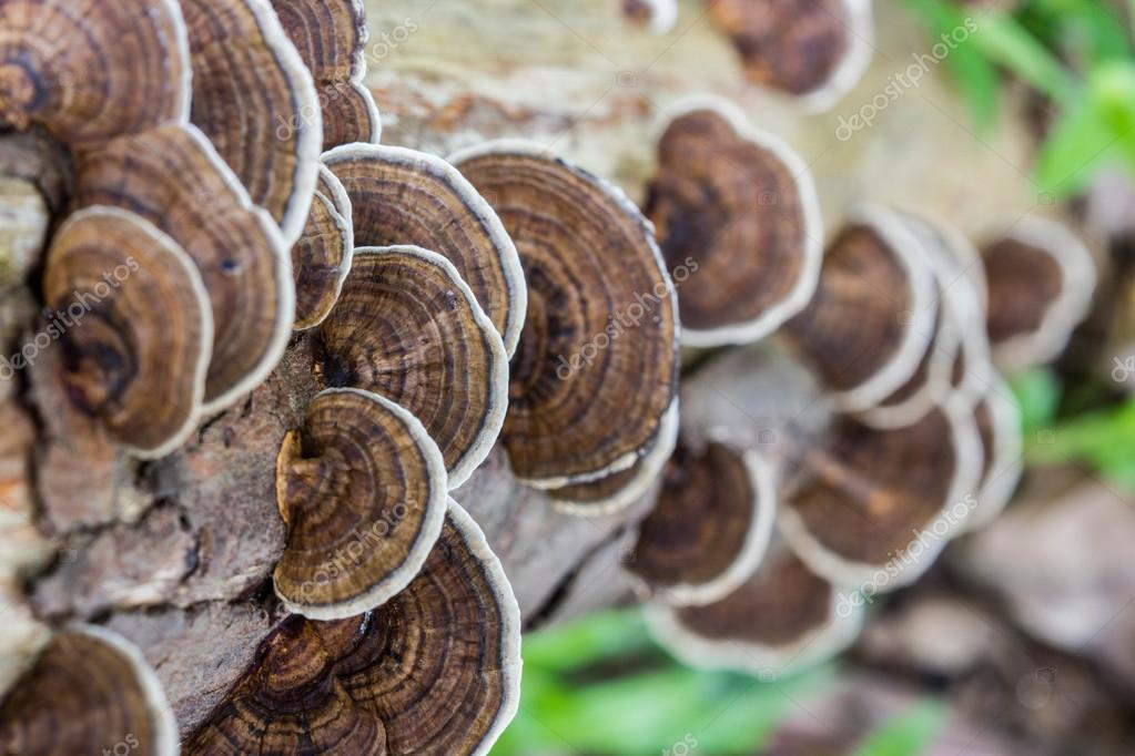 Mushroom (Trametes versicolor) Stock Photo by ©nawin_nachiangmai 56511535