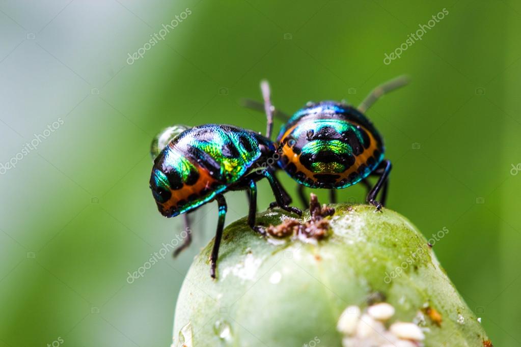 Lychee Shield Bug Stock Photo by ©nawin_nachiangmai 58480665