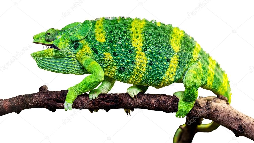 Colorful Chameleon White Background