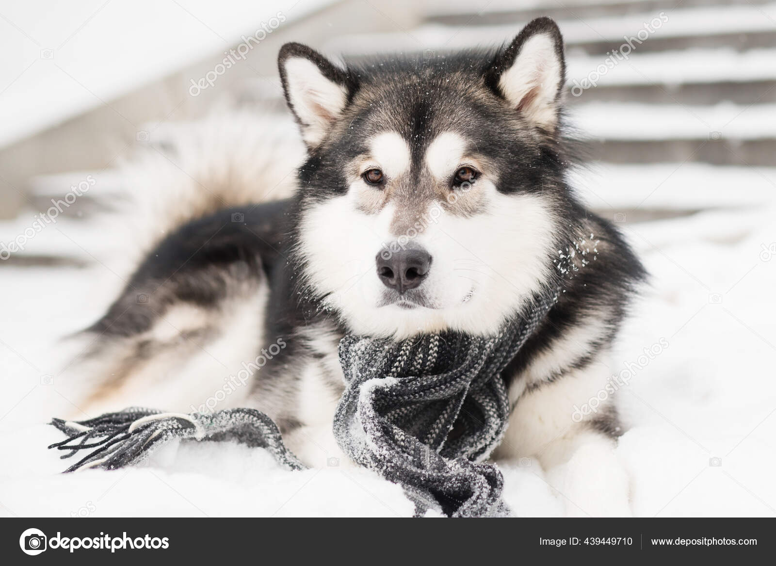 Grey Alaskan Malamute