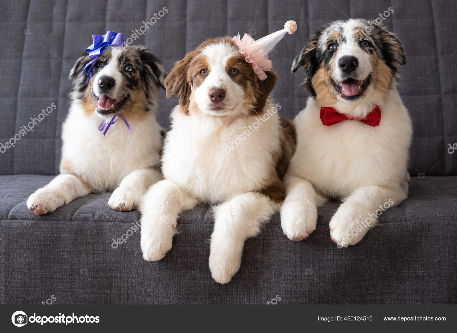 Grey Merle Australian Shepherd Puppy