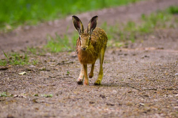 Wschodniej jackrabbit Stock Photos, Royalty Free Wschodniej jackrabbit ...
