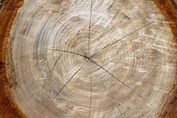 Old trunk cut — Stock Photo © germanopoli #74830395