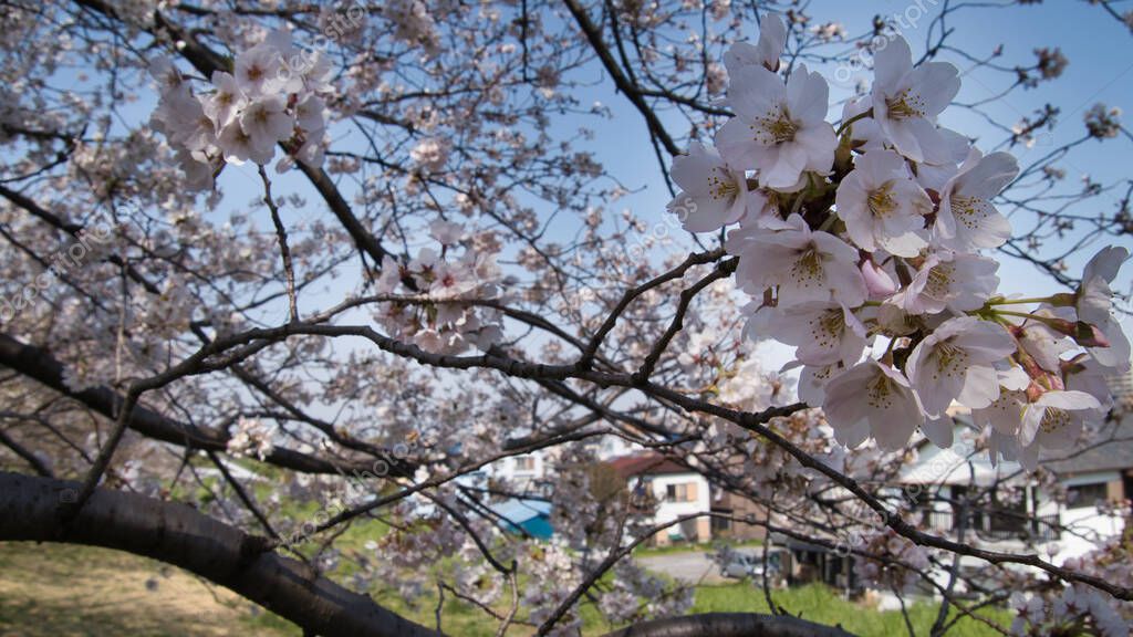 La belleza de Sakura japonés en primavera durante el día soleado 2022