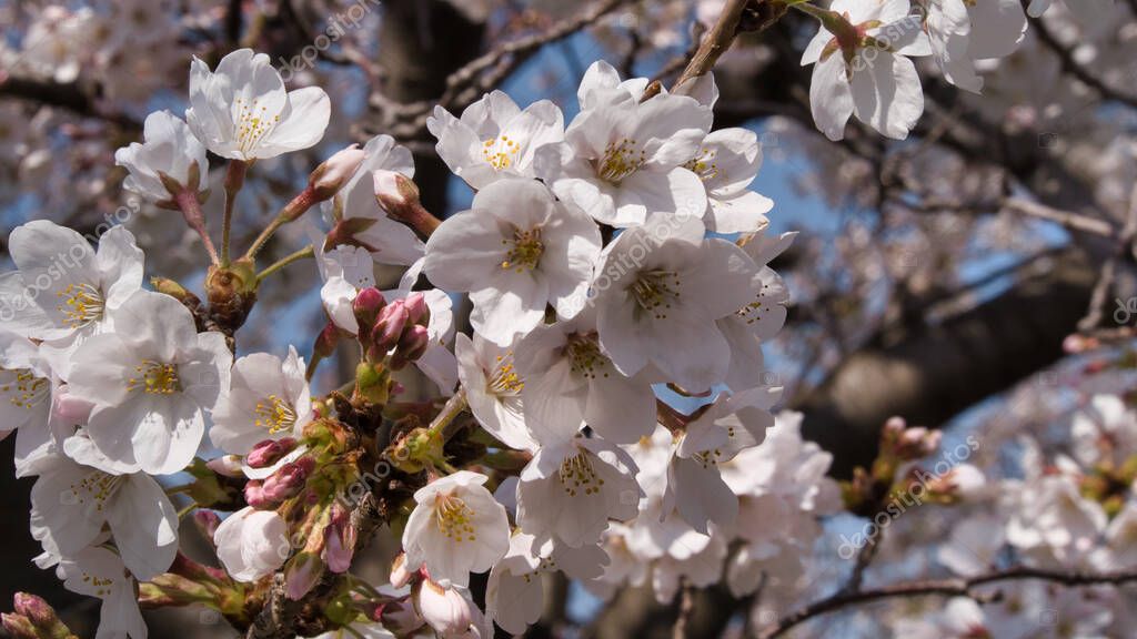 La belleza de Sakura japonés en primavera durante el día soleado 2022