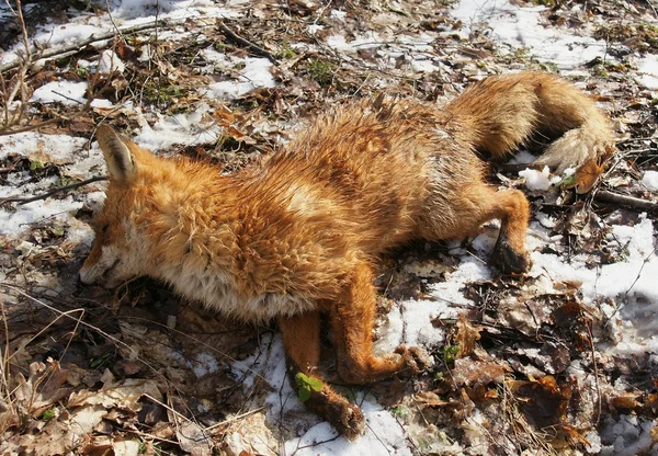 Dead fox Stock Photos, Royalty Free Dead fox Images | Depositphotos