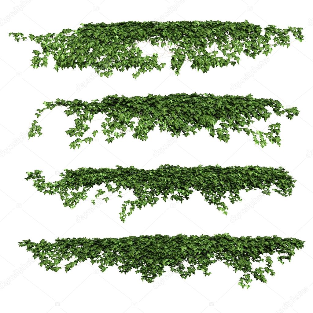 Ivy leaves isolated on a white background. — Stock Photo © photo5963 ...