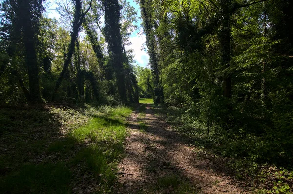 Path in trees Stock Photos, Royalty Free Path in trees Images ...