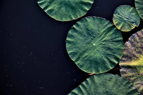 Lily pads Stock Photos, Royalty Free Lily pads Images | Depositphotos