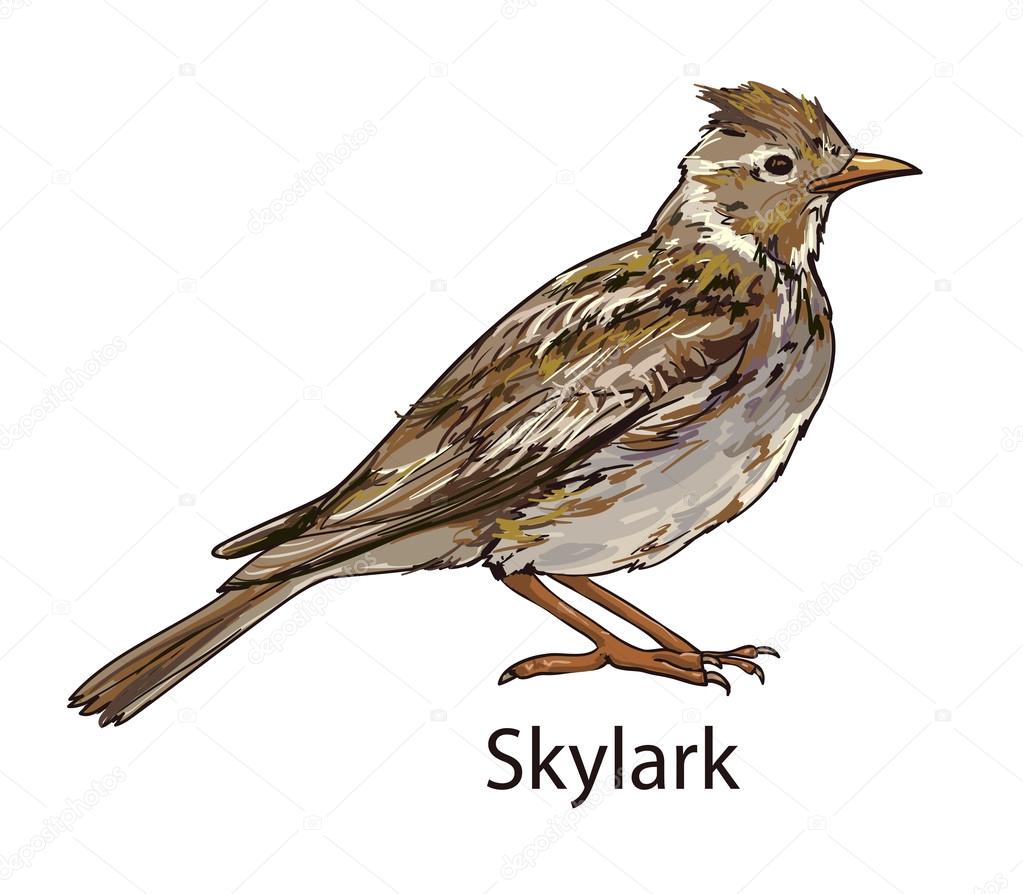 Skylark bird animal — Stock Vector © AlsouSh #86605698