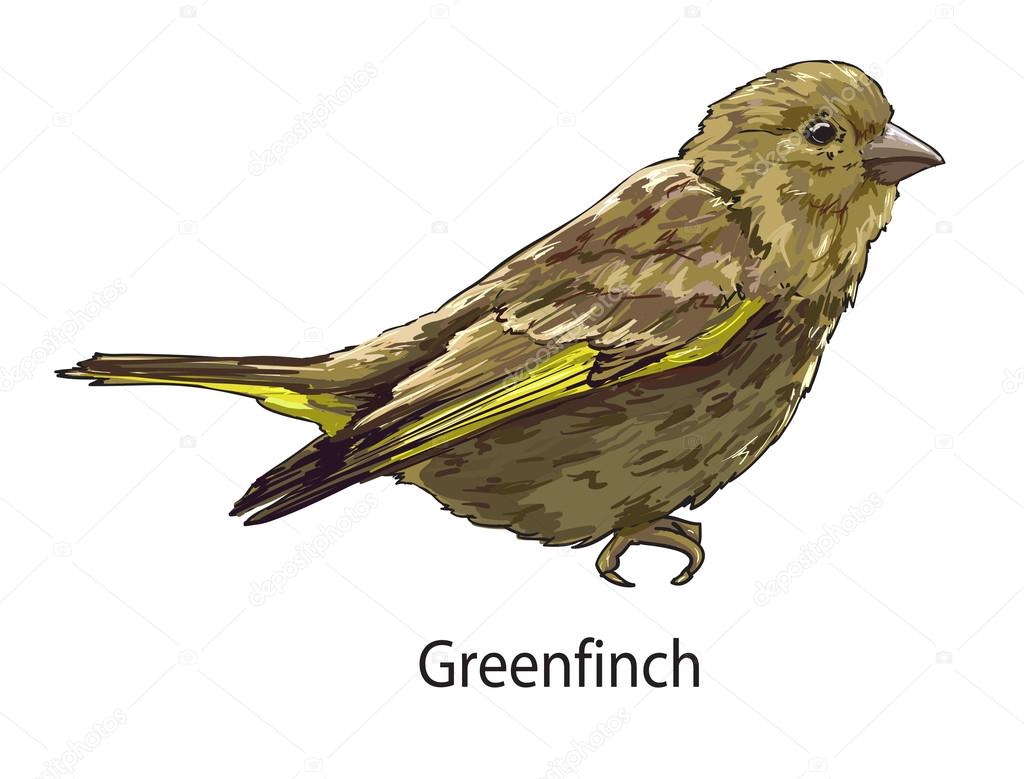 Greenfinch bird animal — Stock Vector © AlsouSh #86605780