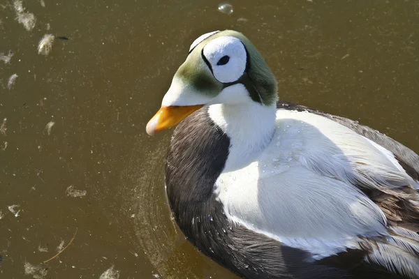 Odd looking bird Stock Photos, Royalty Free Odd looking bird Images ...