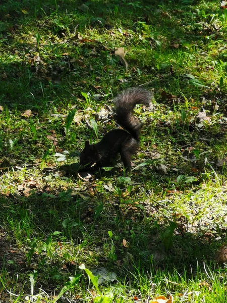 Sly squirrel Stock Photos, Royalty Free Sly squirrel Images | Depositphotos