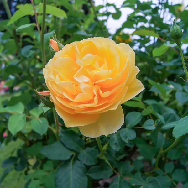 Yellow rose garden Stock Photos, Royalty Free Yellow rose garden Images ...
