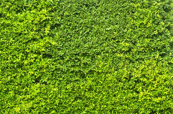 Imágenes de Fondos plantas verdes, fotos de Fondos plantas verdes sin ...